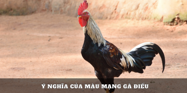 Khám phá ý nghĩa của màu mạng gà Điều trong đá gà - Xổ số Phú Yên